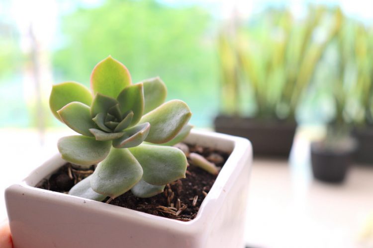 Life Lessons You can Learn From Your Plants – MariaPalito Studio